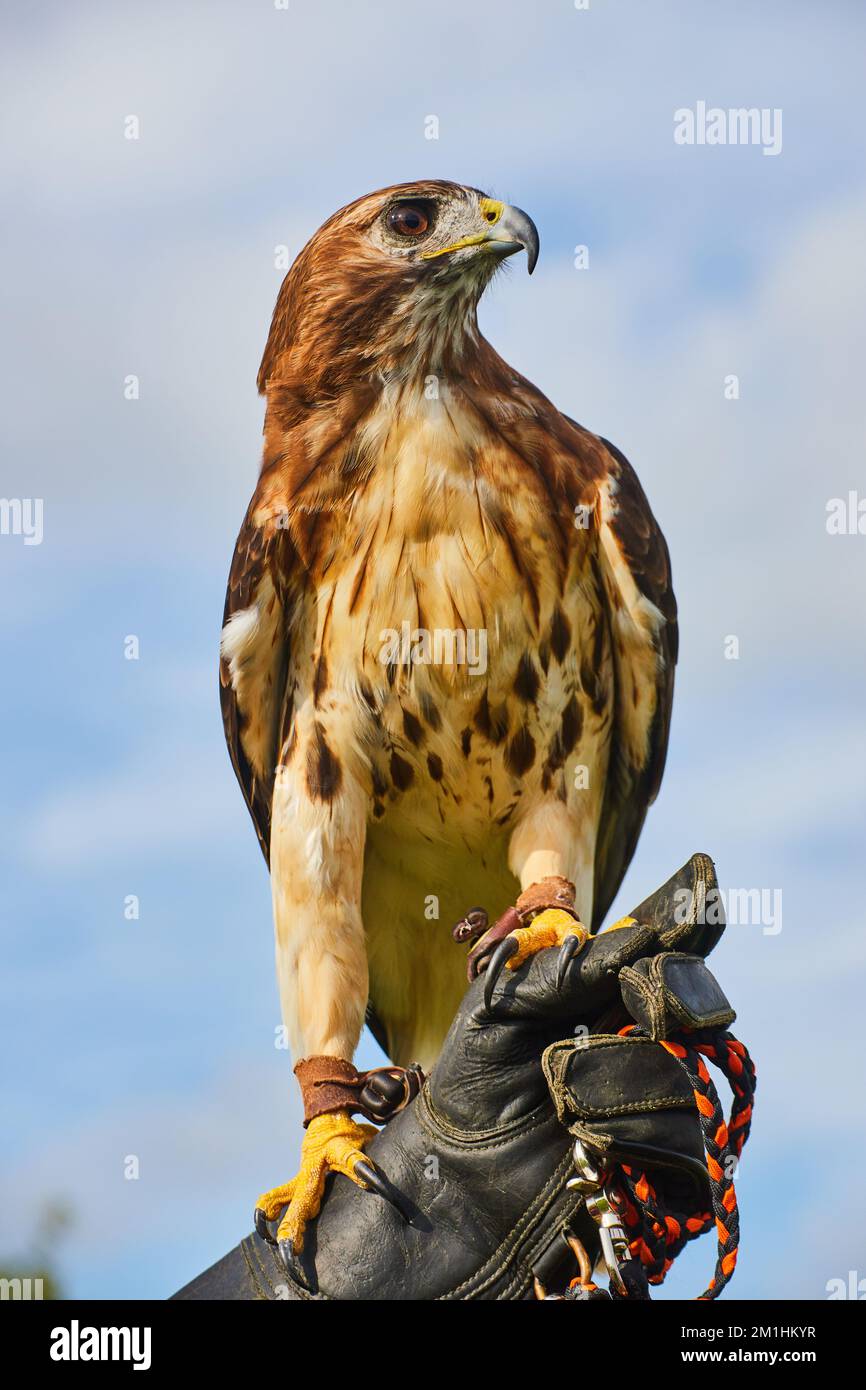 Magnificent Broad-winged Hawk resting on leather glove of trainer Stock ...