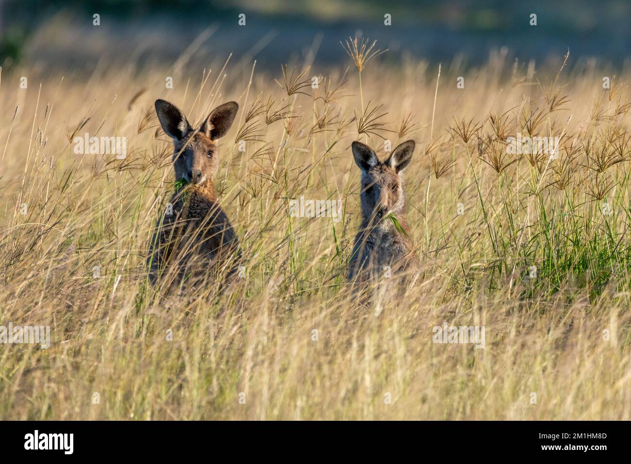 Wild large eastern Kangaroo seen in wild during sunset hour in outback ...