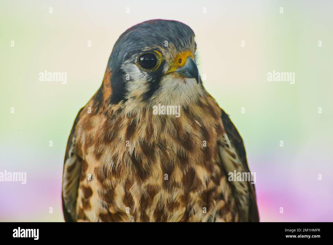 Adorable American Kestrel raptor on soft background Stock Photo - Alamy
