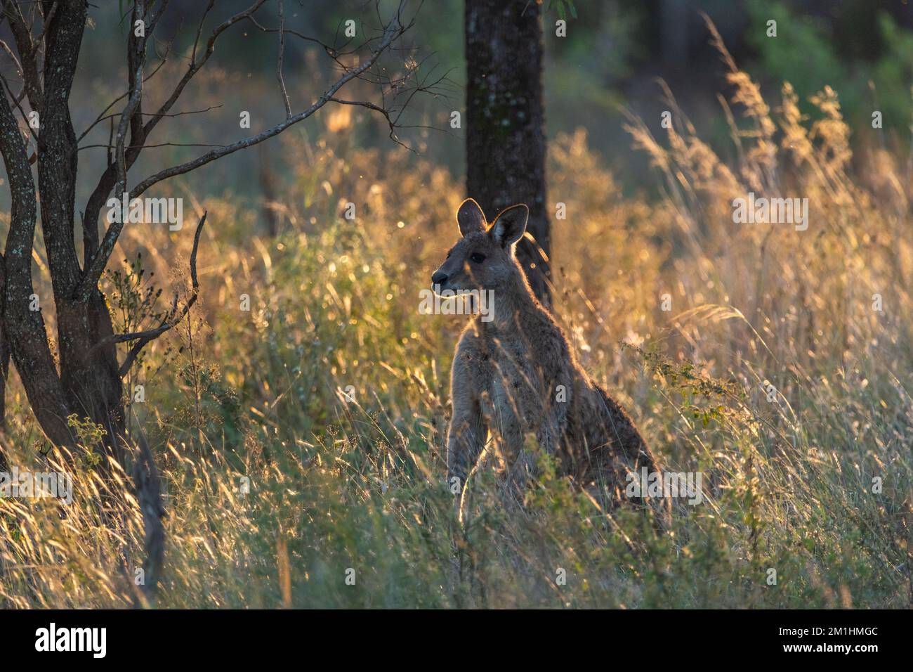 Wild large eastern Kangaroo seen in wild during sunset hour in outback ...