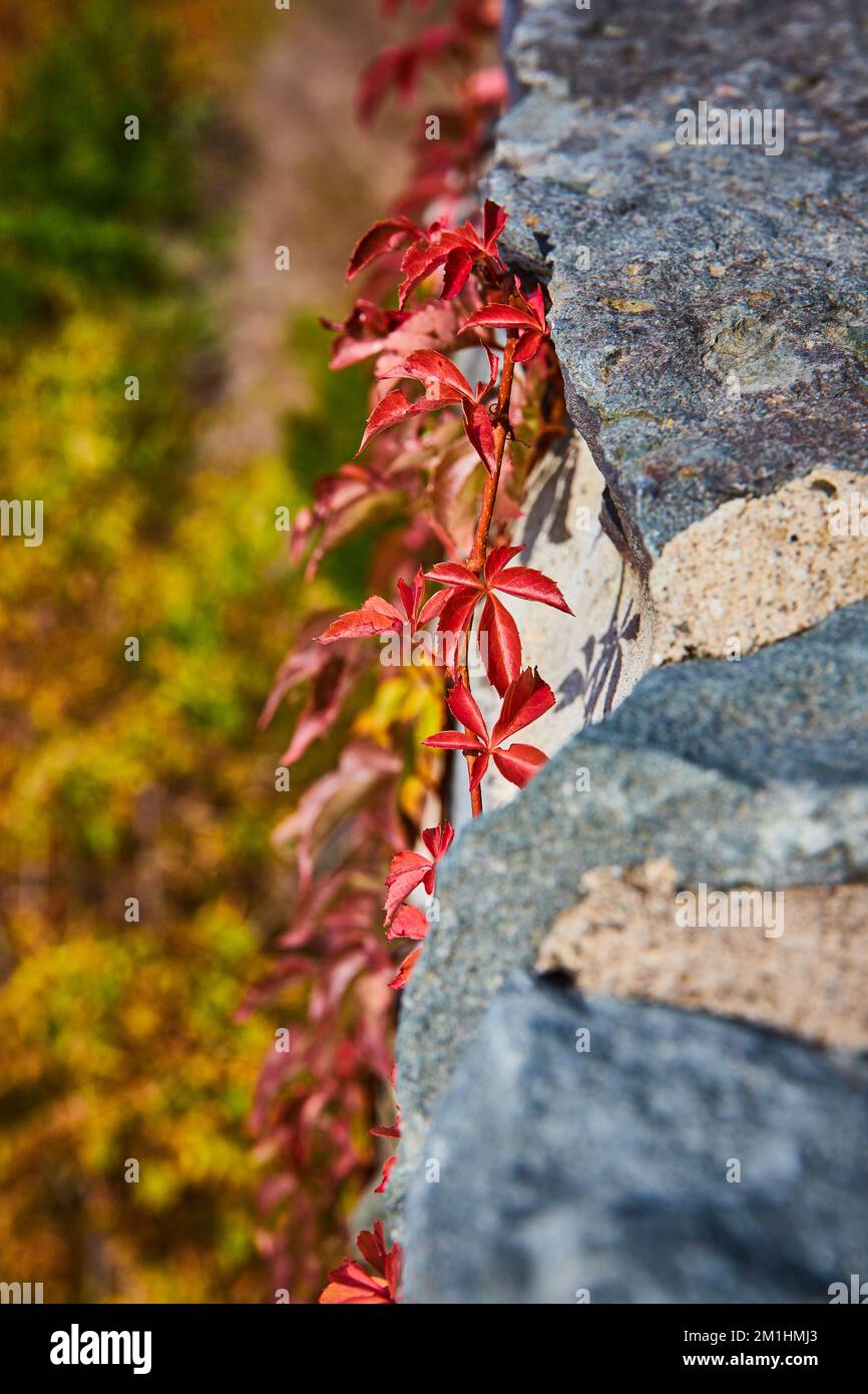 Detail of red leafed vines clinging onto stone wall with soft colorful ...