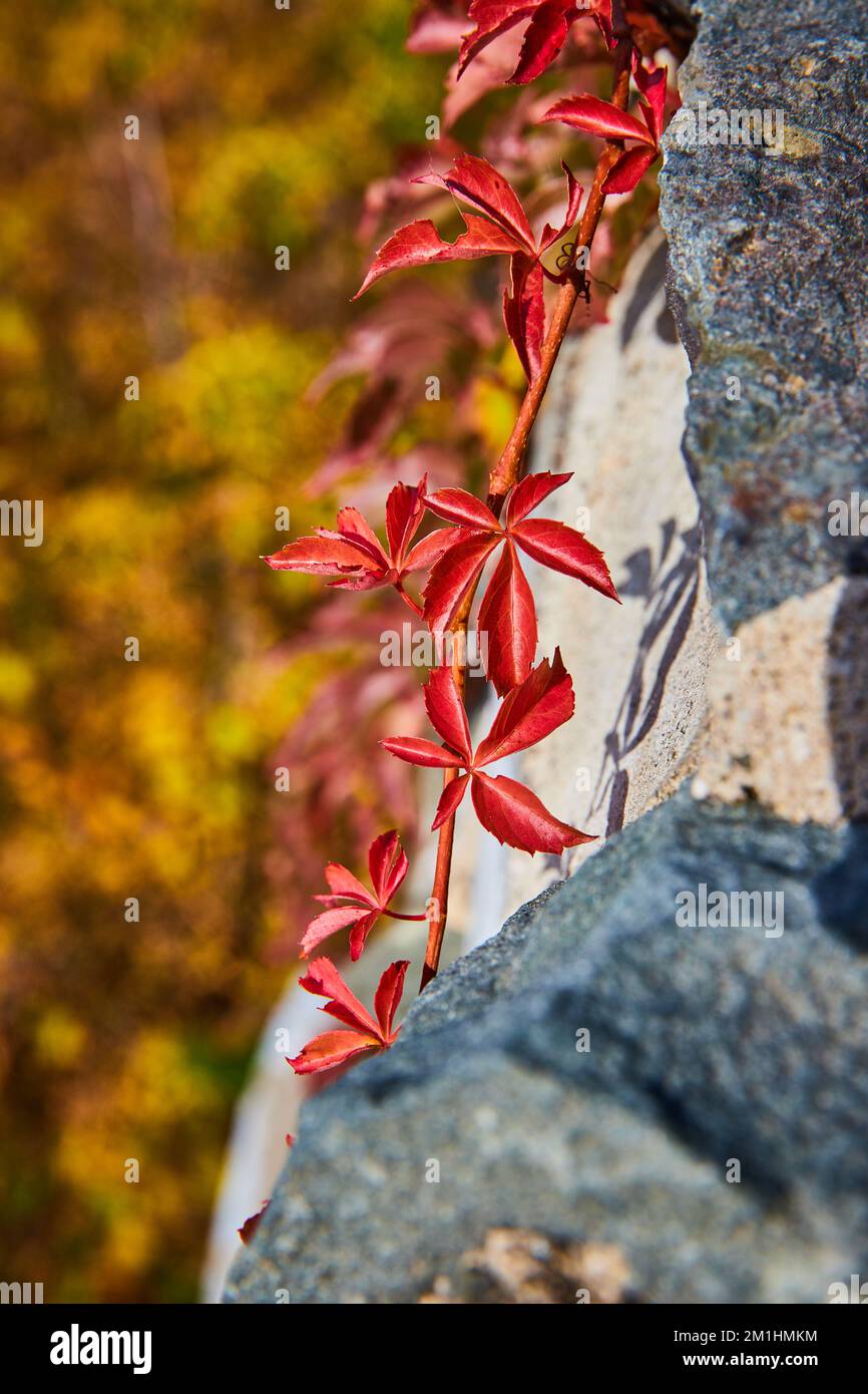 Red vine plant detail growing on stone wall from side with soft ...