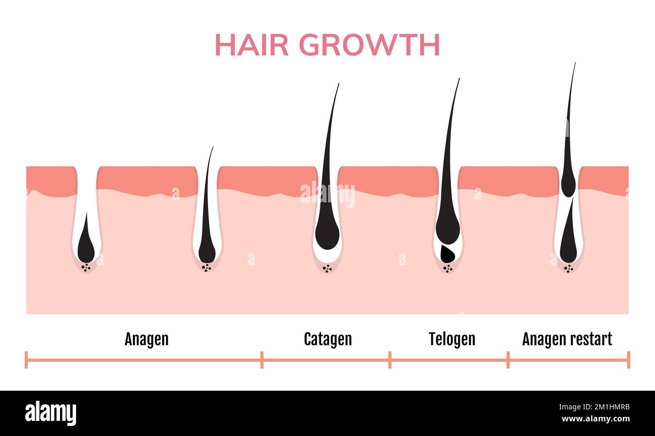 Hair growth cycle skin. Follicle anatomy anagen phase, hair growth ...