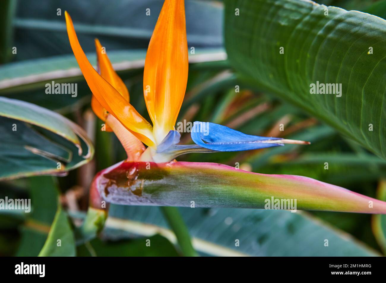 Orange Bird of Paradise plant in rainforest detail Stock Photo - Alamy