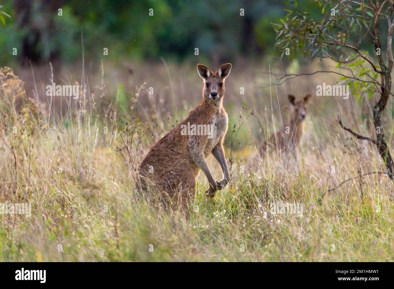 Wild large eastern Kangaroo seen in wild during sunset hour in outback ...