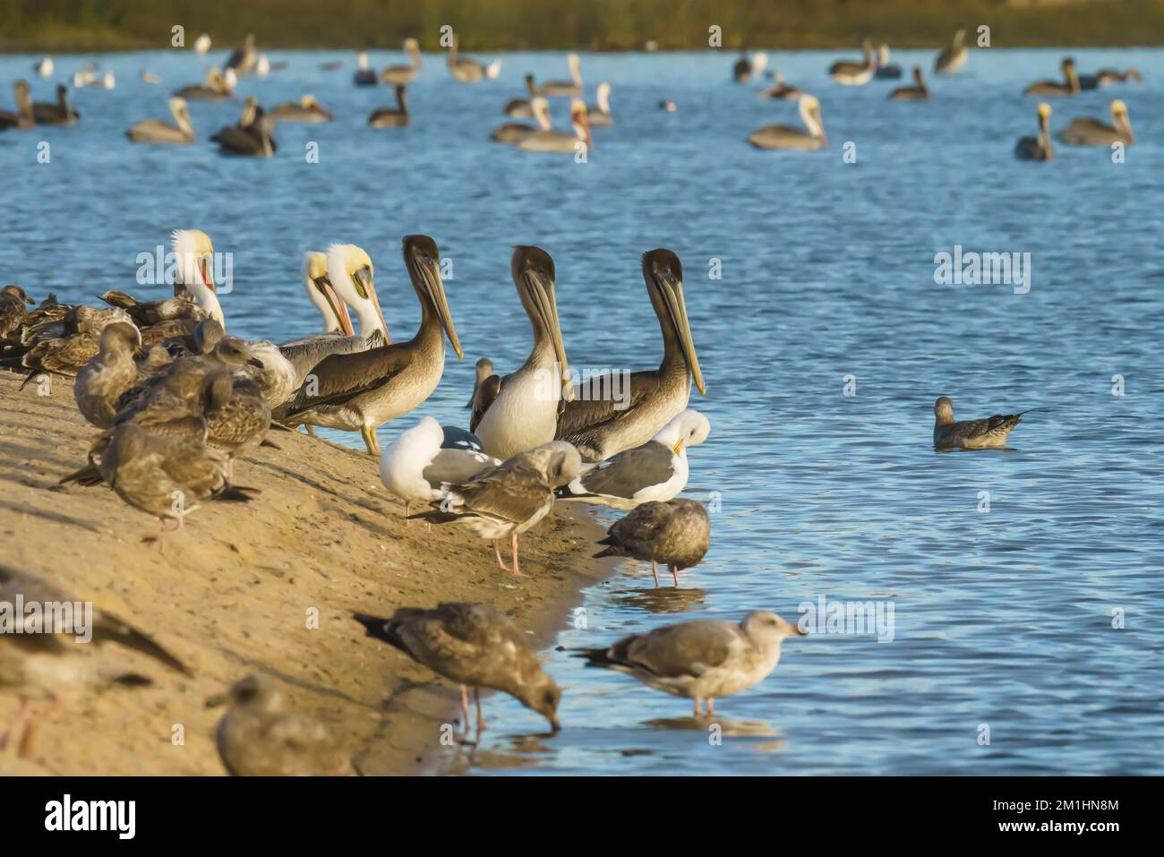 Colony of sea birds, pelicans and seagulls, on the beach close to the ...