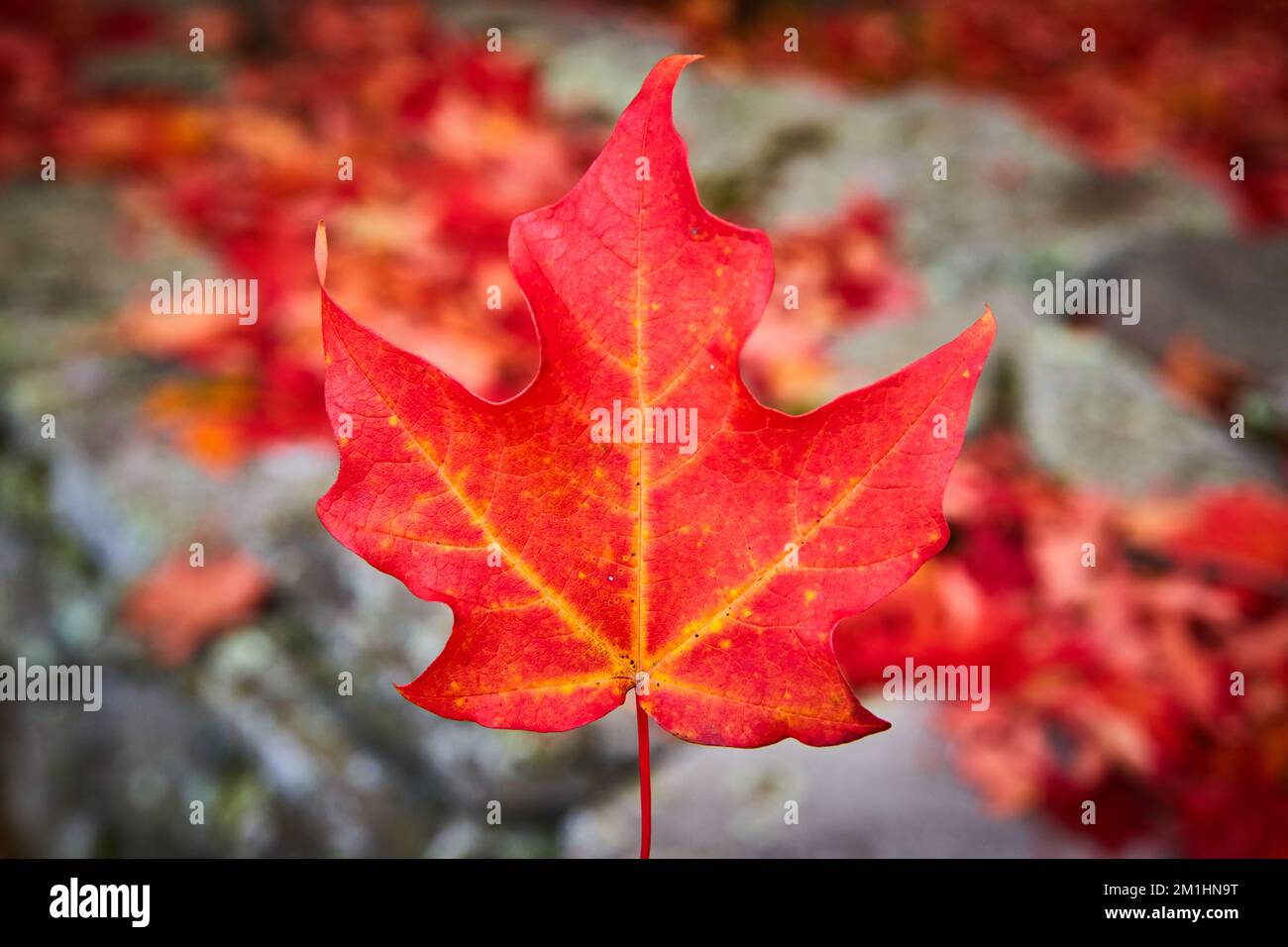 Focus on single perfect red fall leaf in center with grey and red soft ...
