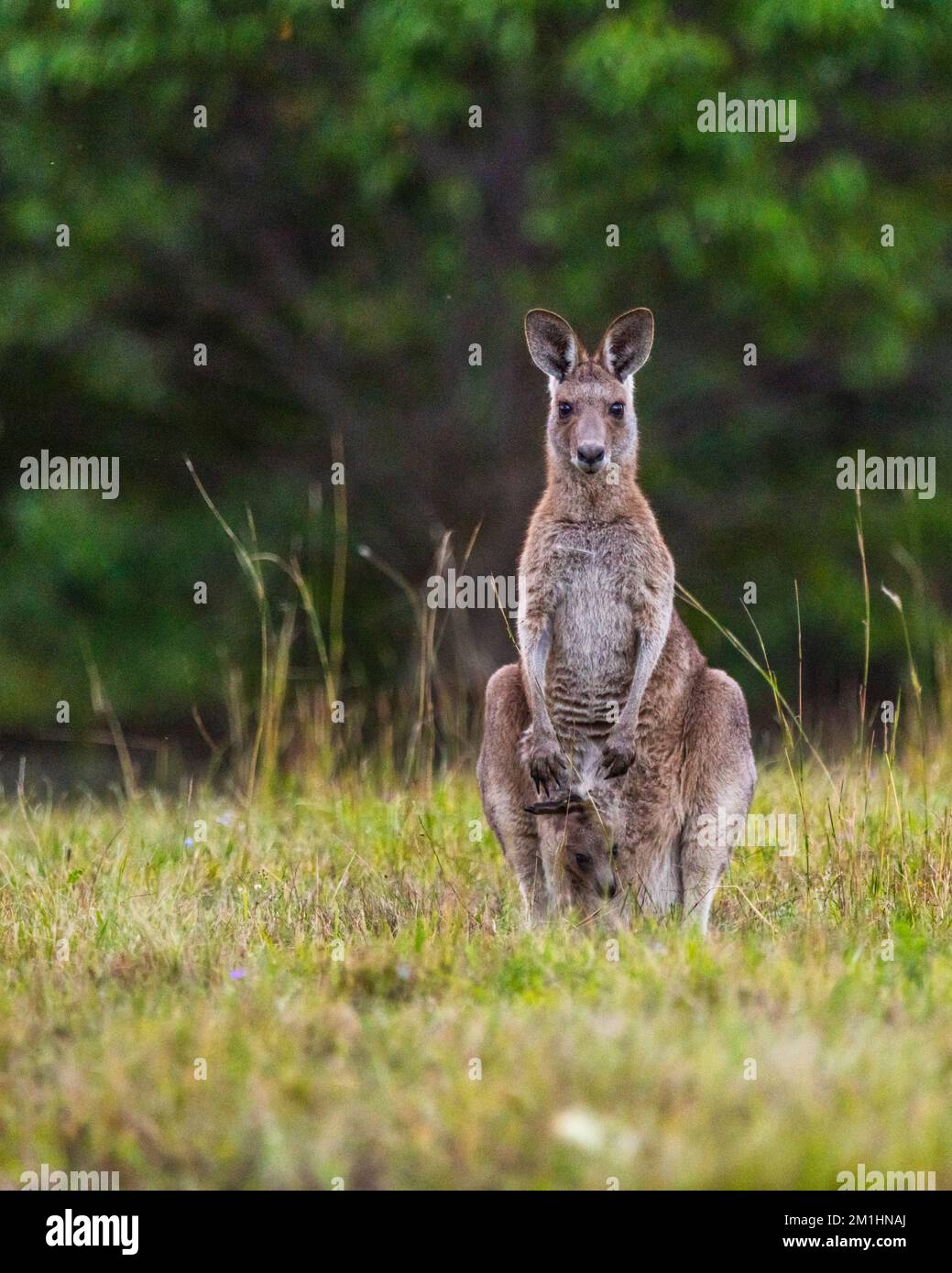 Kangaroo and baby joey seen in wild in outback Australia at sunset ...