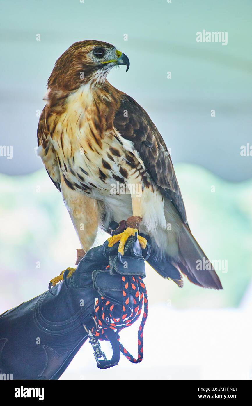 American hawk tamed and on trainers leather glove Stock Photo - Alamy