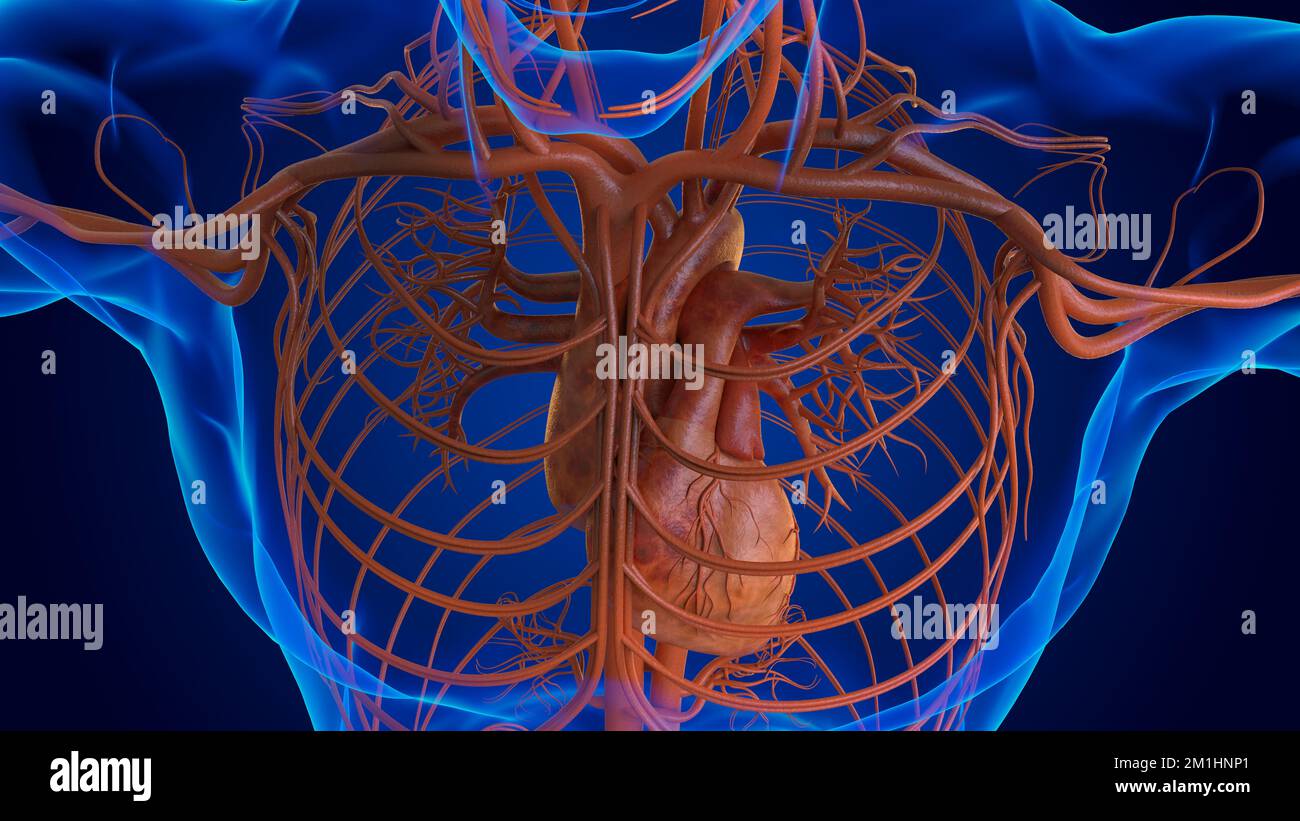 human heart damaged internal organ for medical concept 3D illustration ...