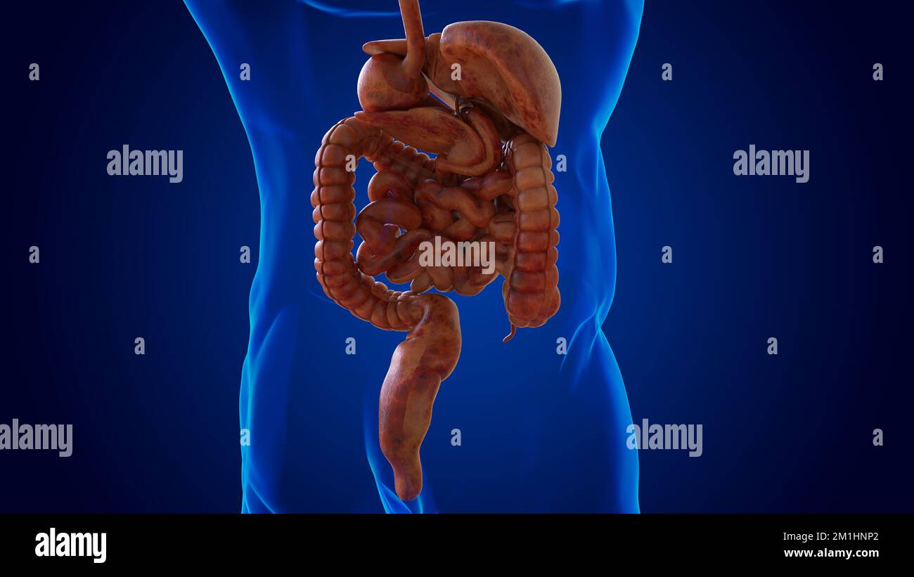 Histology colon hi-res stock photography and images - Alamy