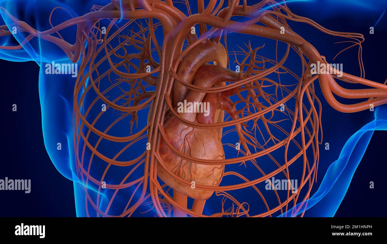 human heart damaged internal organ for medical concept 3D illustration ...