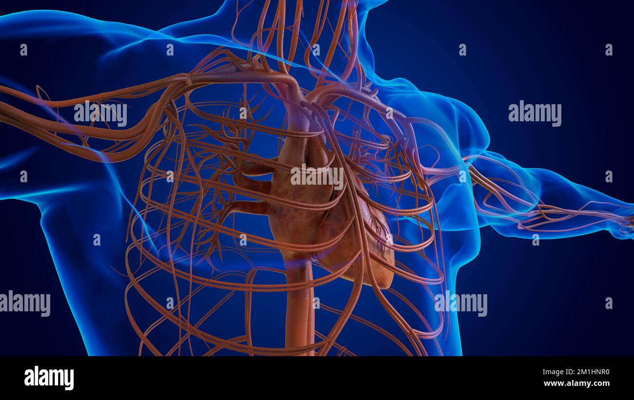 Human heart circulatory system anatomy for medical concept 3D ...