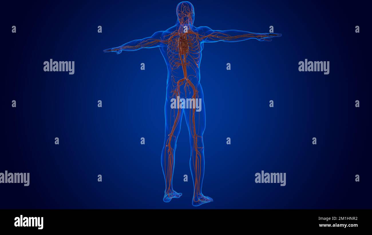 human heart damaged internal organ for medical concept 3D illustration ...