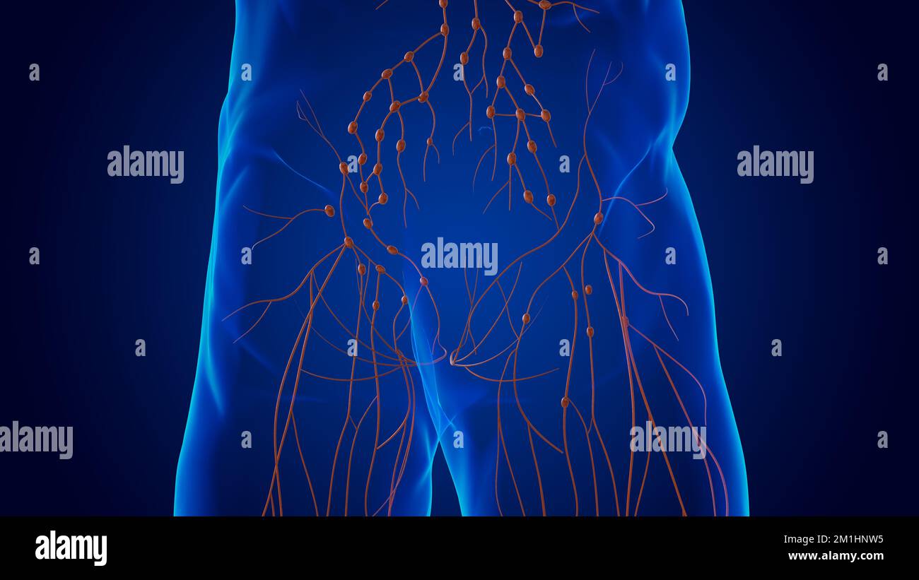 Human damage lymph nodes anatomy for medical concept 3D illustration ...