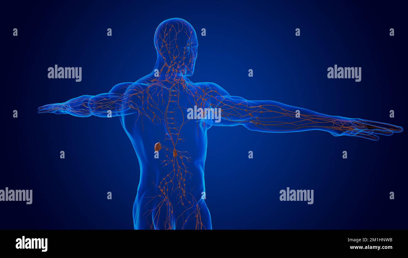 Human damage lymph nodes anatomy for medical concept 3D illustration ...