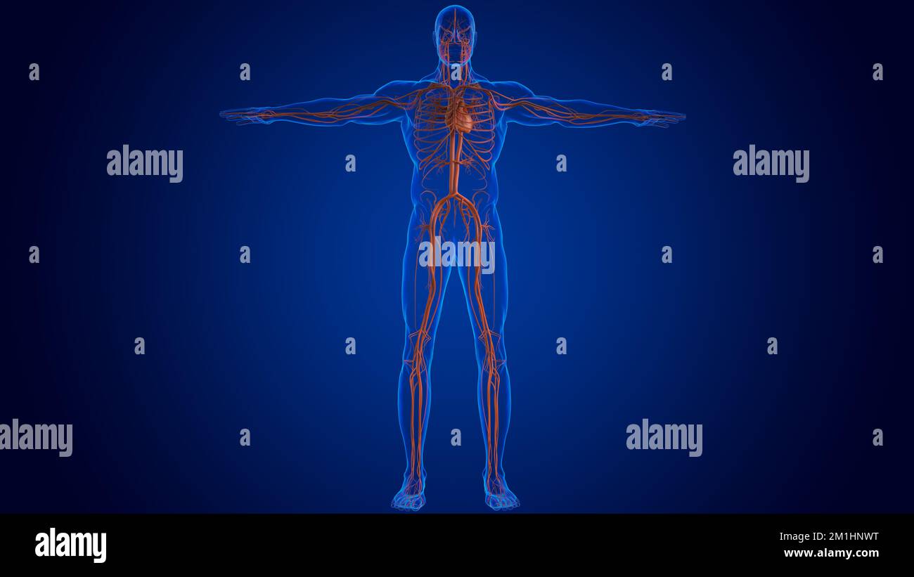 human heart damaged internal organ for medical concept 3D illustration ...