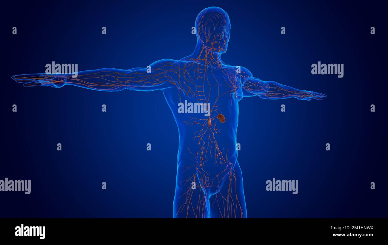 Human damage lymph nodes anatomy for medical concept 3D illustration ...