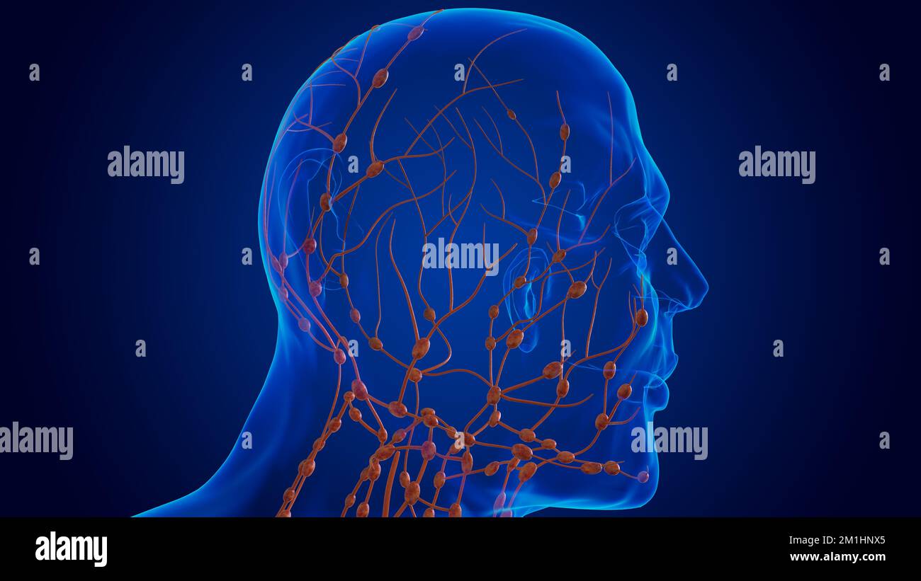 Human damage lymph nodes anatomy for medical concept 3D illustration ...