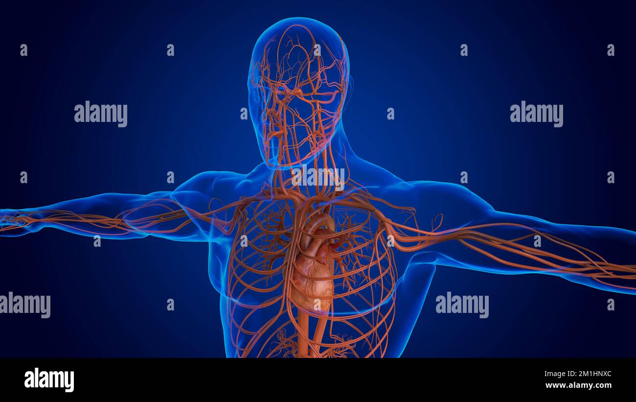 human heart damaged internal organ for medical concept 3D illustration ...