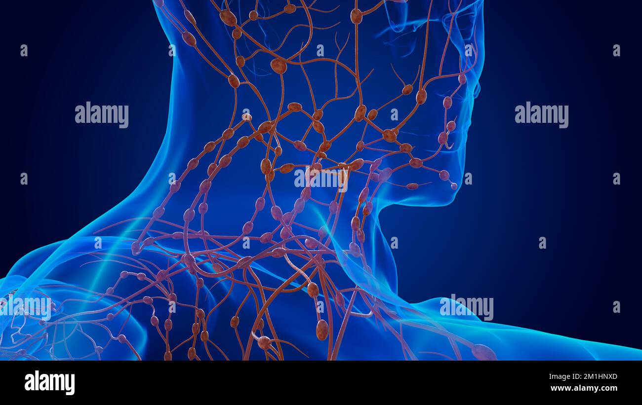 Human damage lymph nodes anatomy for medical concept 3D illustration ...