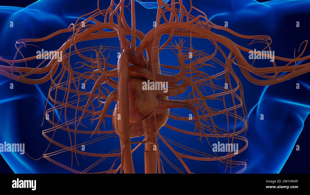 human heart damaged internal organ for medical concept 3D illustration ...