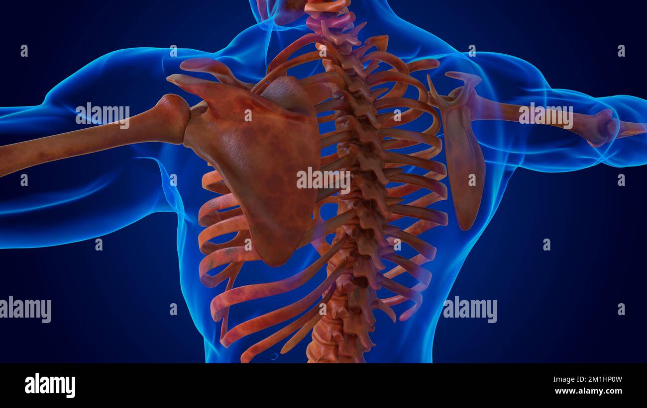 human damage skeleton all bones for medical concept 3D illustration ...