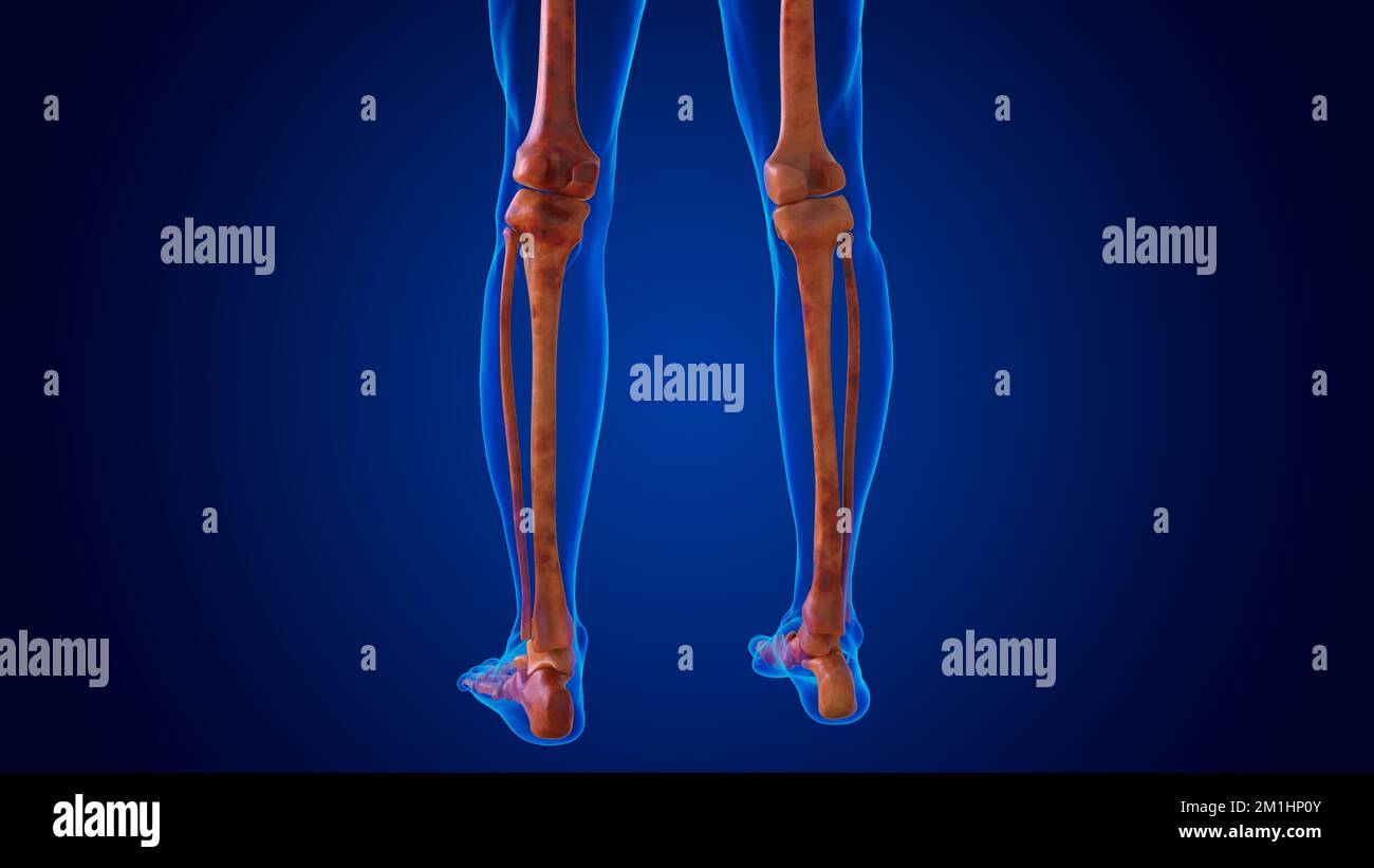 human damage skeleton all bones for medical concept 3D illustration ...
