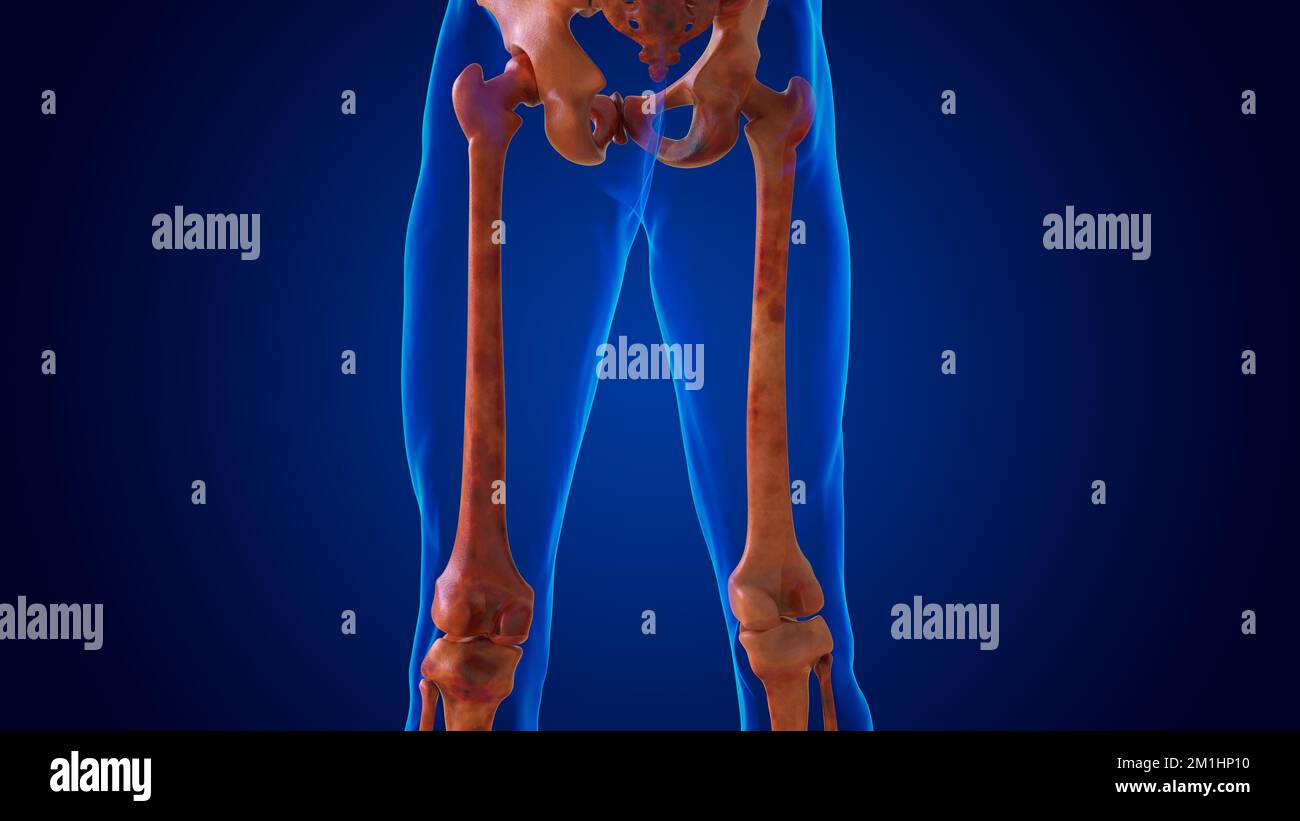 human damage skeleton all bones for medical concept 3D illustration ...
