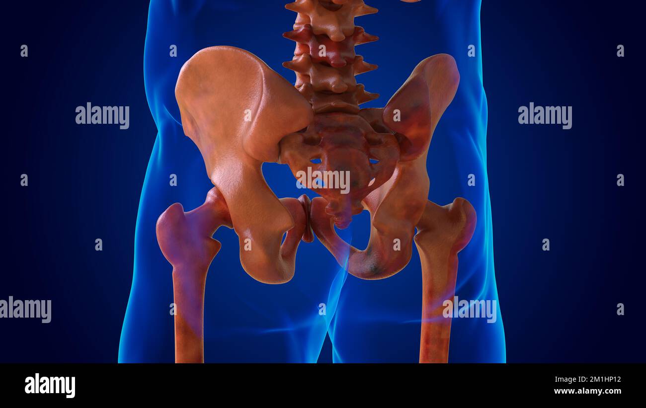 human damage skeleton all bones for medical concept 3D illustration ...