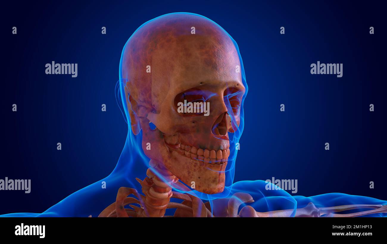 human damage skeleton all bones for medical concept 3D illustration ...