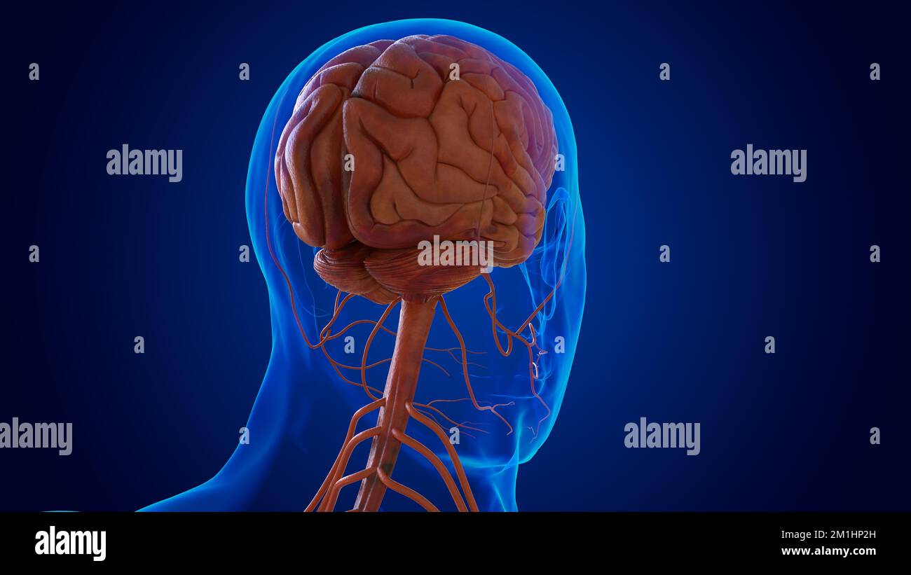The nervous system includes the brain, spinal cord, and a complex ...