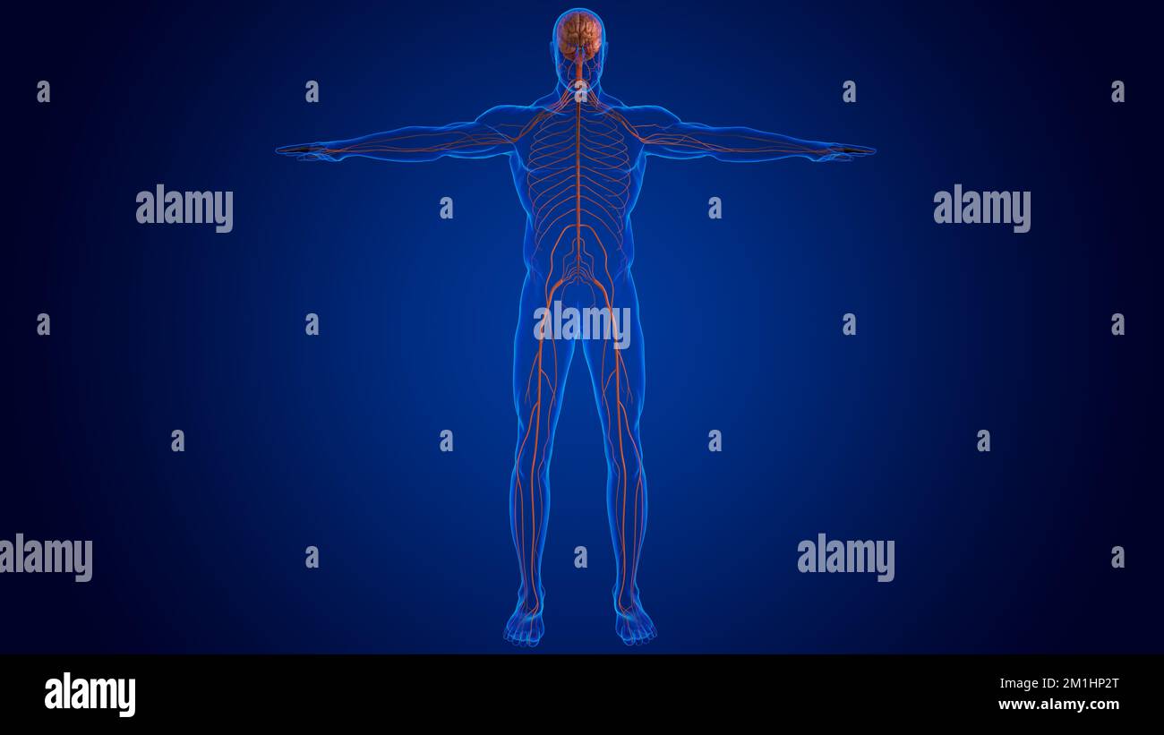 The nervous system includes the brain, spinal cord, and a complex ...