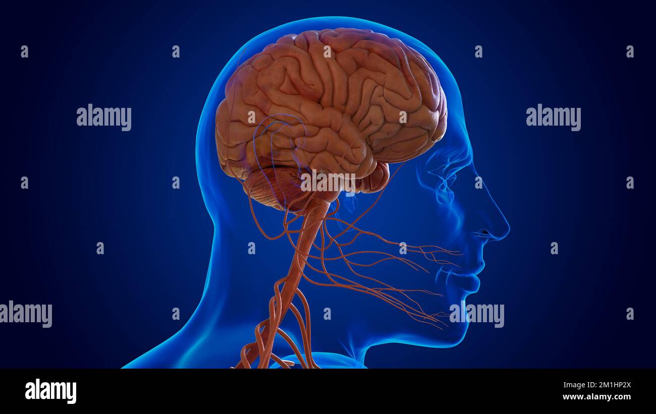 The nervous system includes the brain, spinal cord, and a complex ...