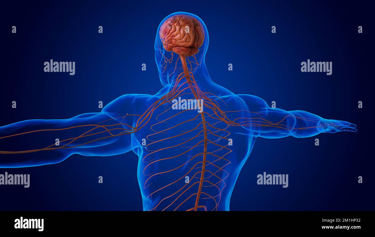 The nervous system includes the brain, spinal cord, and a complex ...