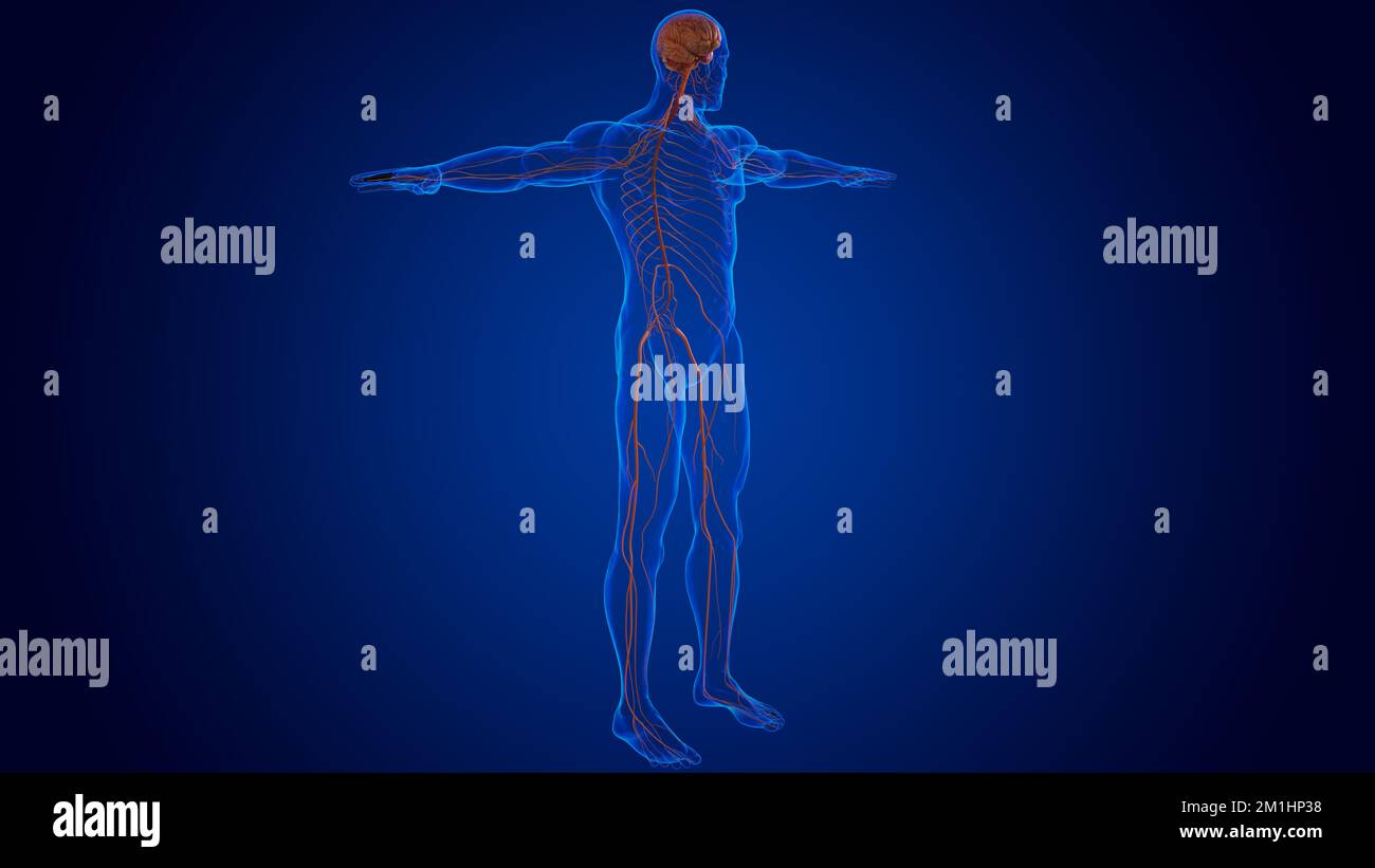 The nervous system includes the brain, spinal cord, and a complex ...