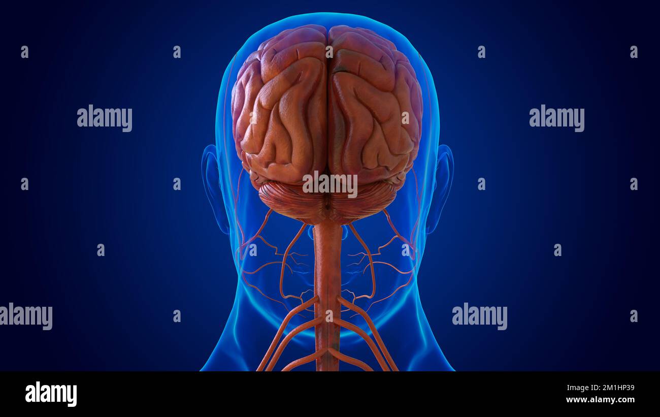 The nervous system includes the brain, spinal cord, and a complex ...