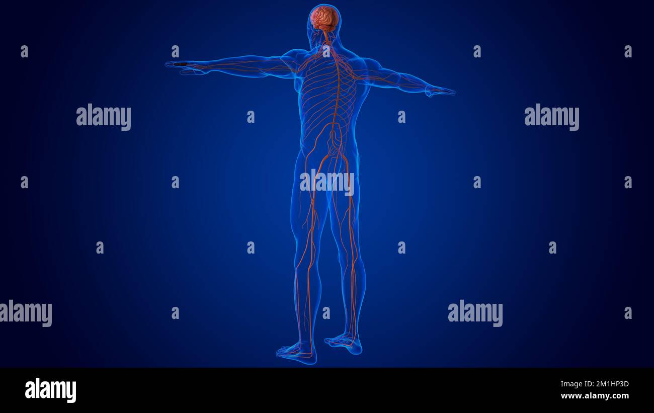 The nervous system includes the brain, spinal cord, and a complex ...