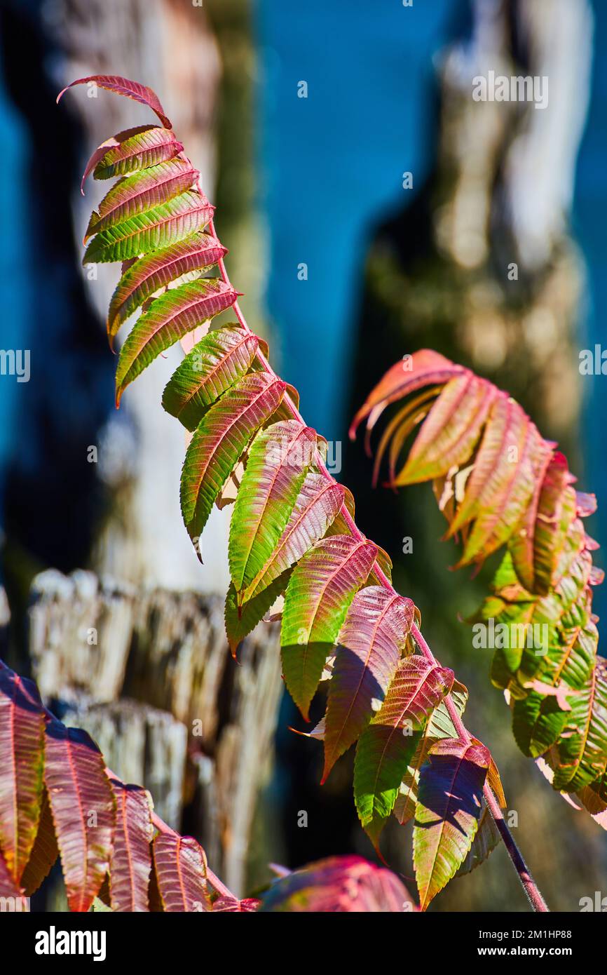 Detail of red and green fall plant with pilings for dock soft in ...