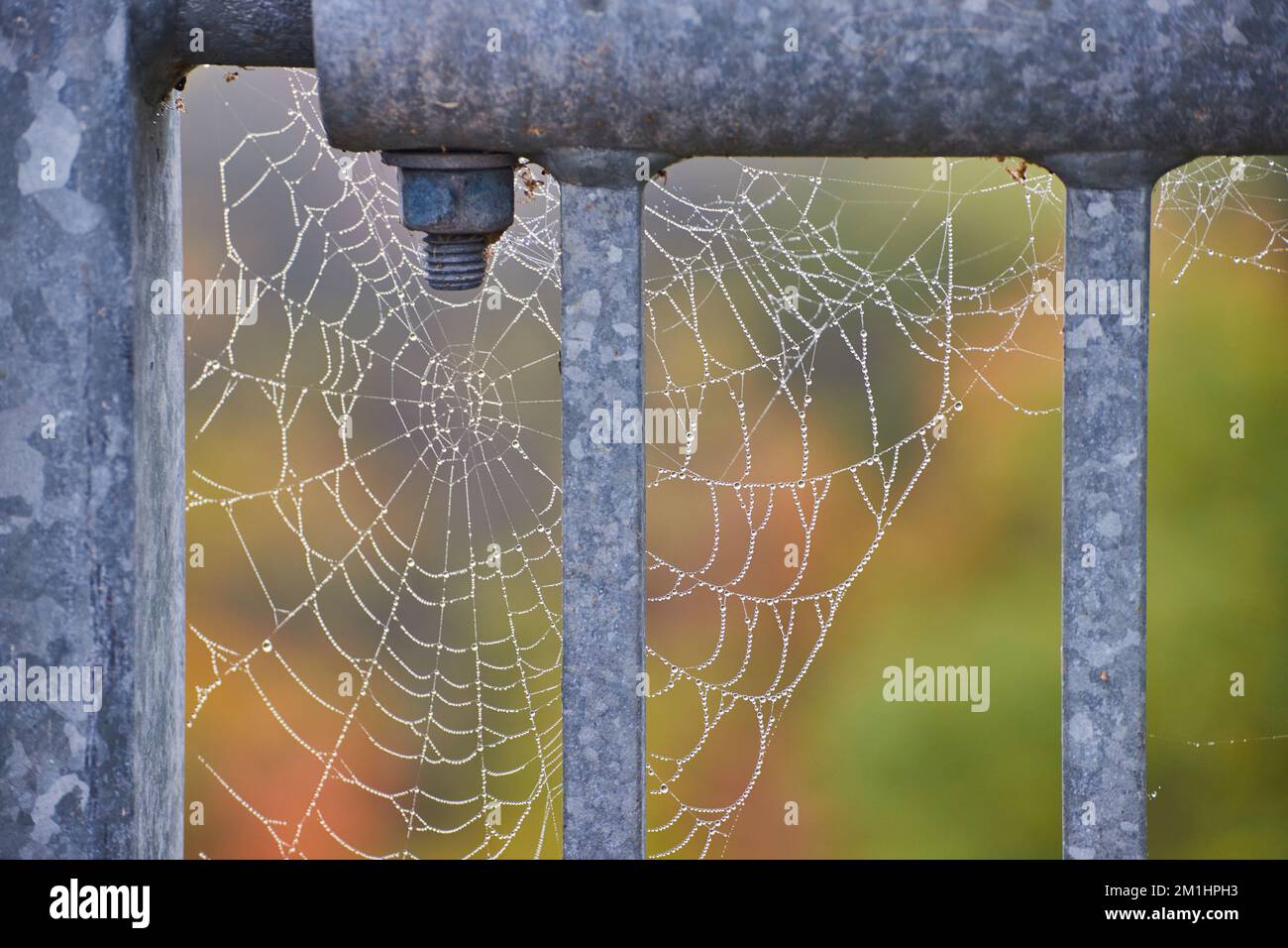 Detail of spider web with dew drops on steel railing Stock Photo - Alamy
