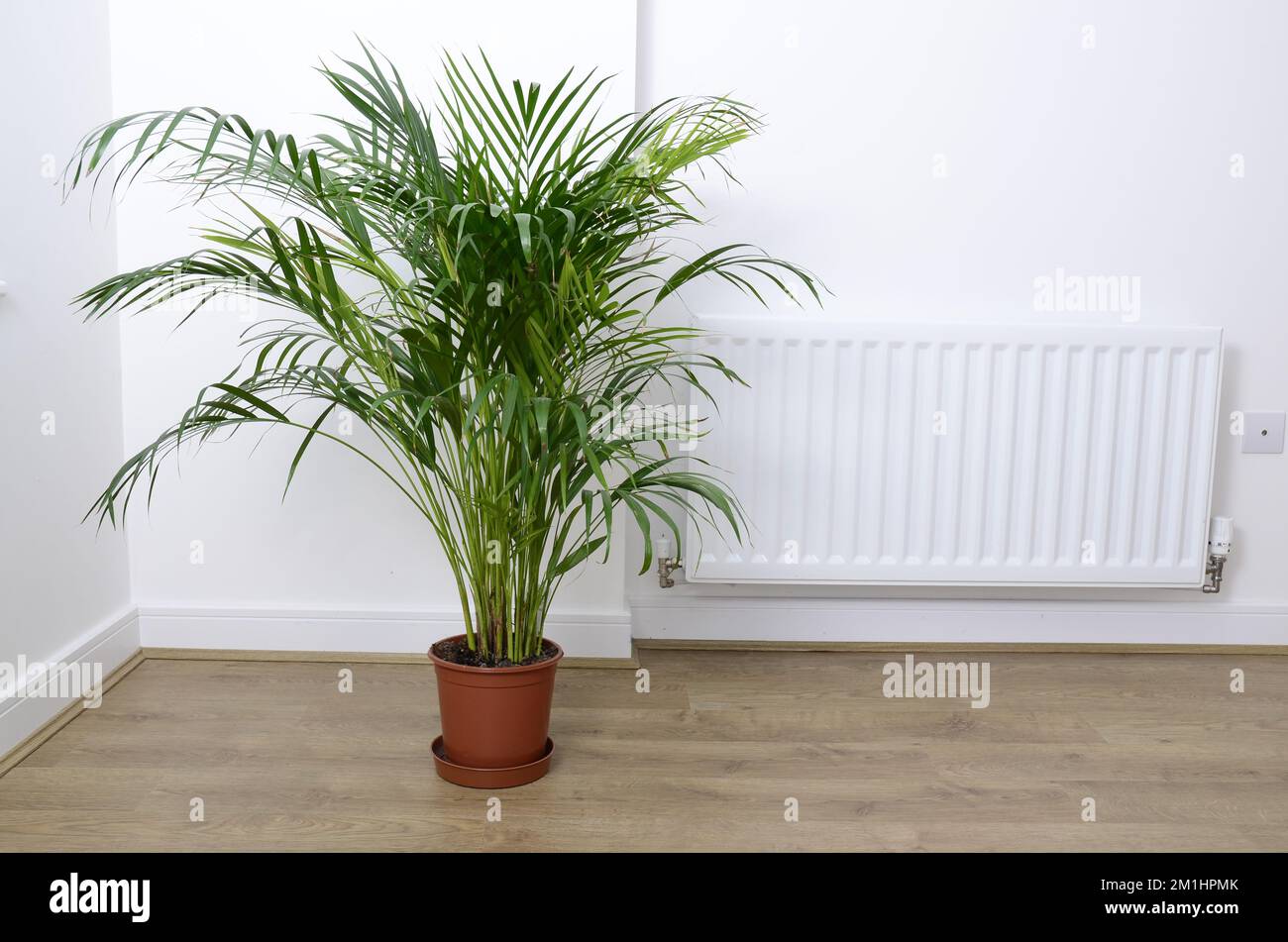 Palm plant in the pot near a radiator on the wooden floor and white ...
