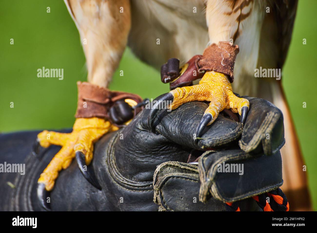 Broad winged hawk flying hi-res stock photography and images - Alamy