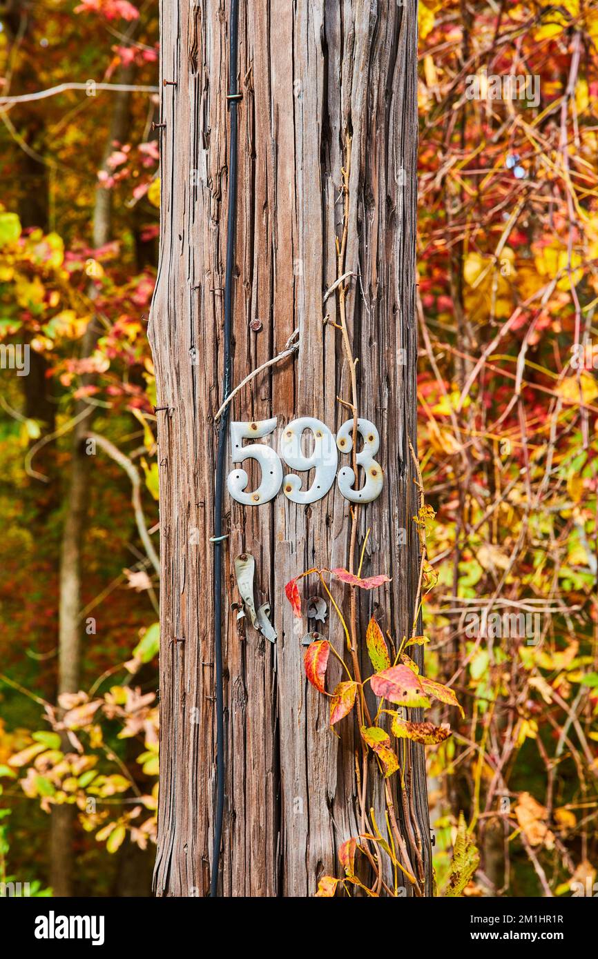 Fall foliage around wood telephone pole communications with numbers 5 9 ...