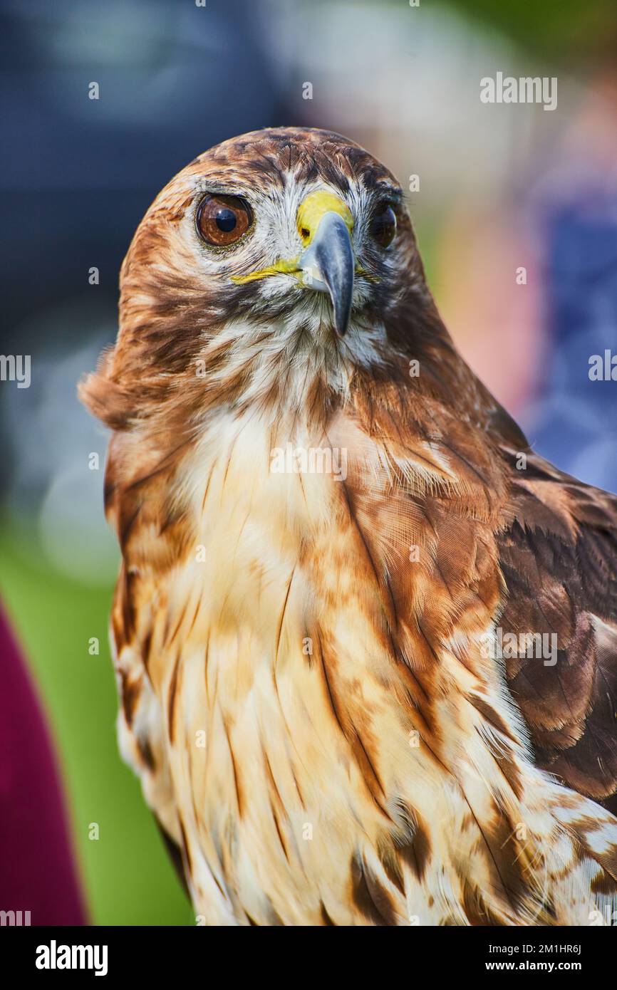 Soarin hawk rehab hi-res stock photography and images - Alamy