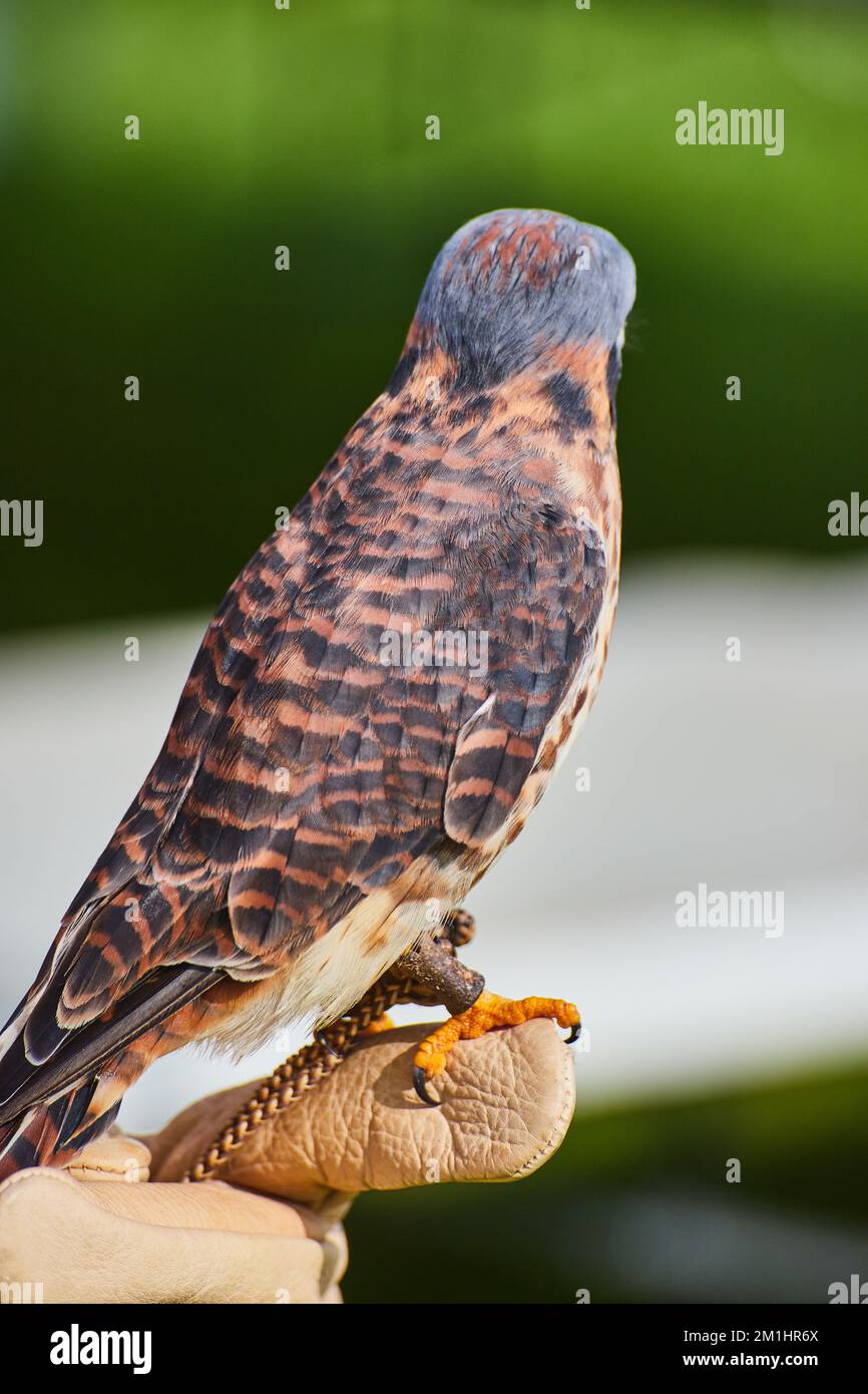 Back of American Kestrel raptor tamed and on leather glove of trainer ...
