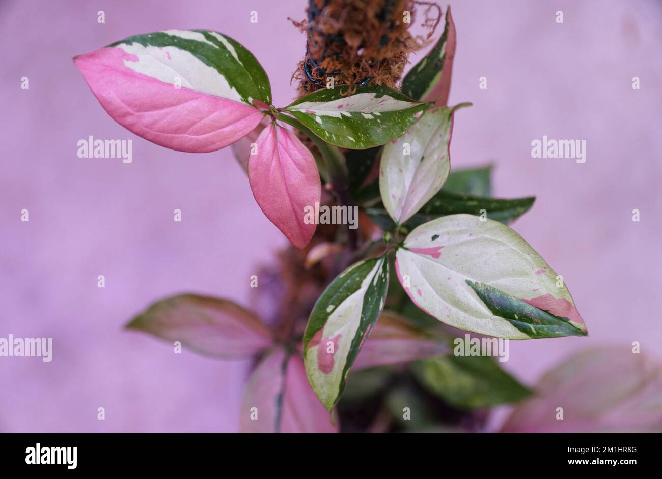 Stunning pink, white and green variegated leaves of Syngonium Red Spot ...