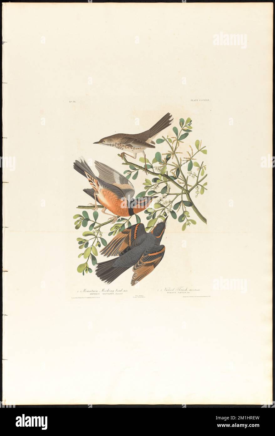 2 varied thrush hi-res stock photography and images - Alamy