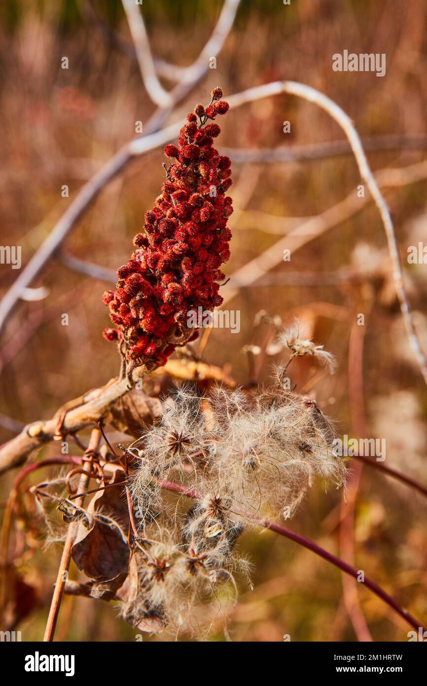 Black red seed pods hi-res stock photography and images - Alamy