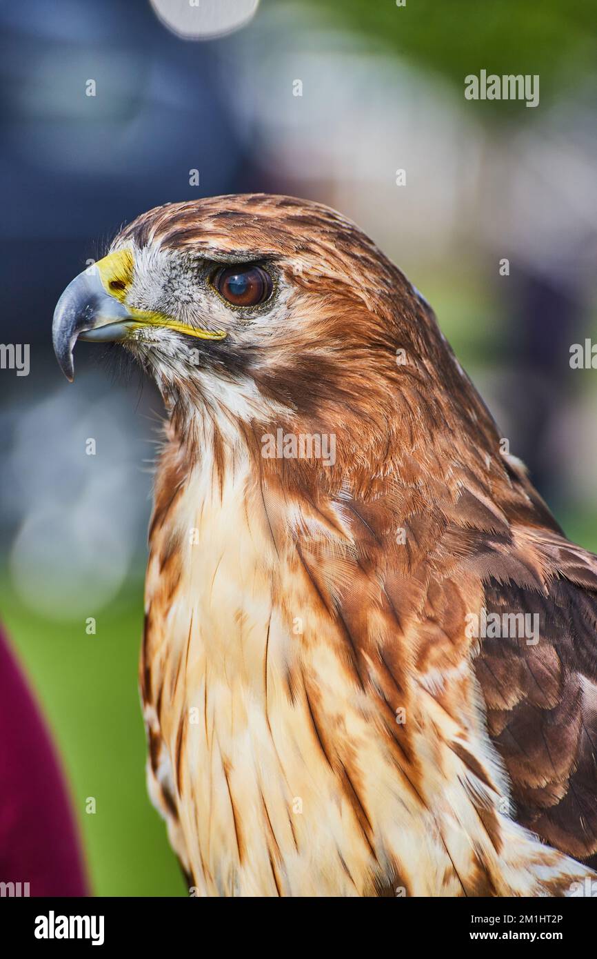 Head on Broad-winged Hawk looking sideways Stock Photo - Alamy