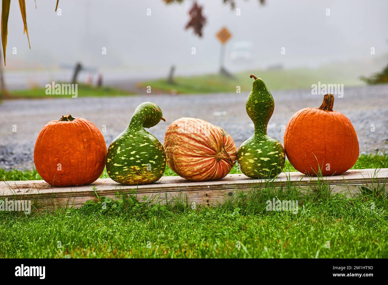 Row fall orange pumpkins hi-res stock photography and images - Alamy